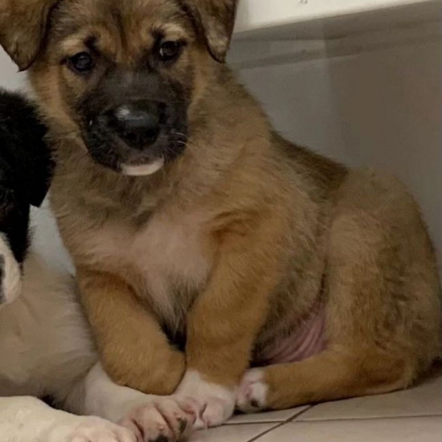 Собака метис