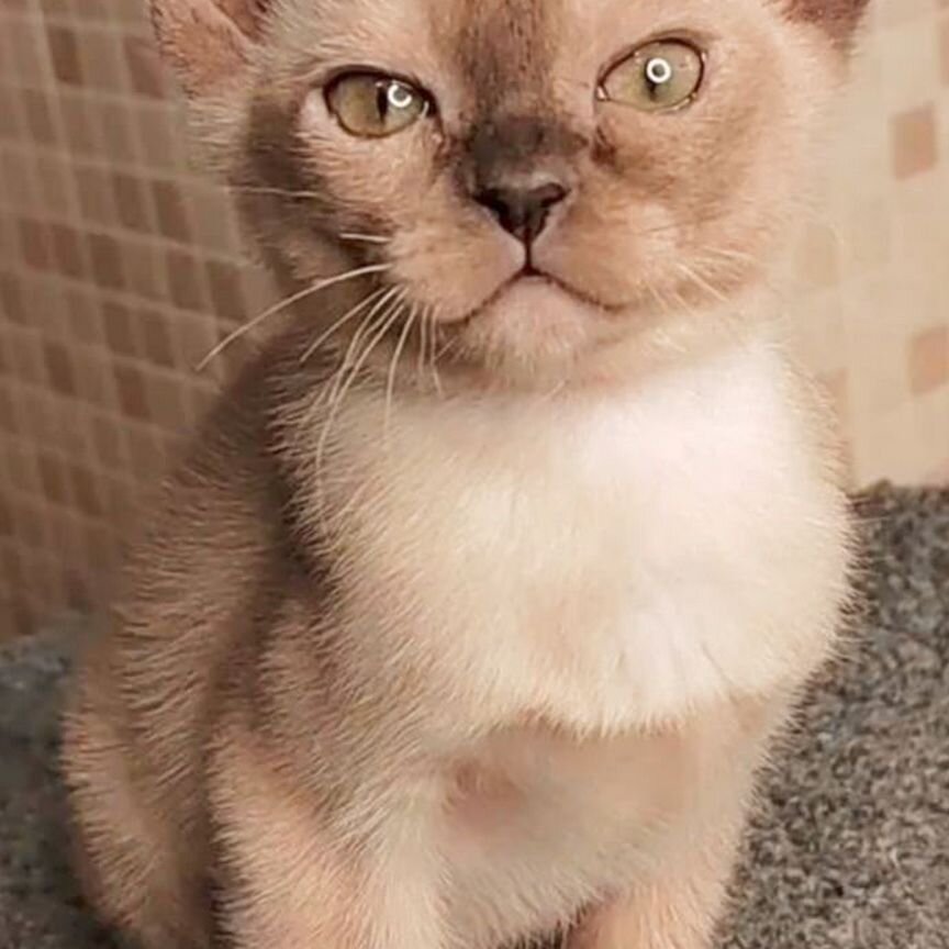 К.У.П.Л.Ю. Котенка Бурмы