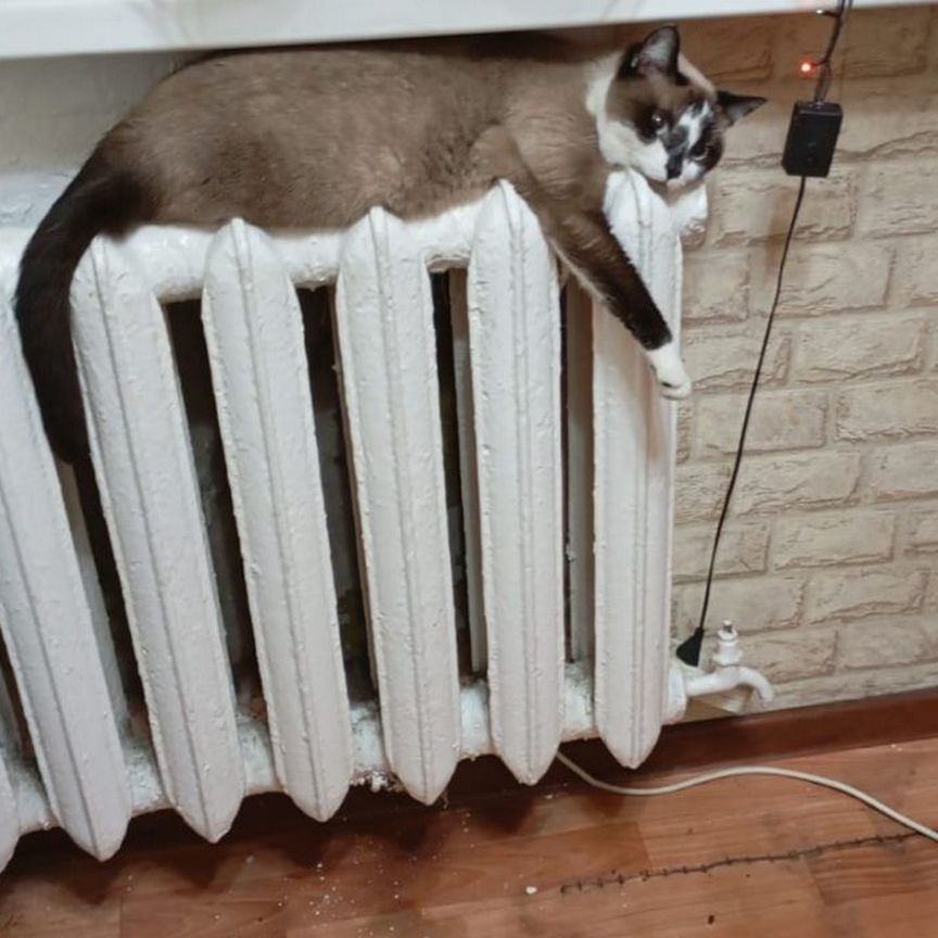 Кошка в добрые руки приучена к лотку игривая