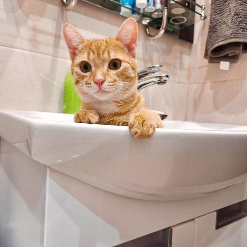 Продам котенка "Рыжик"