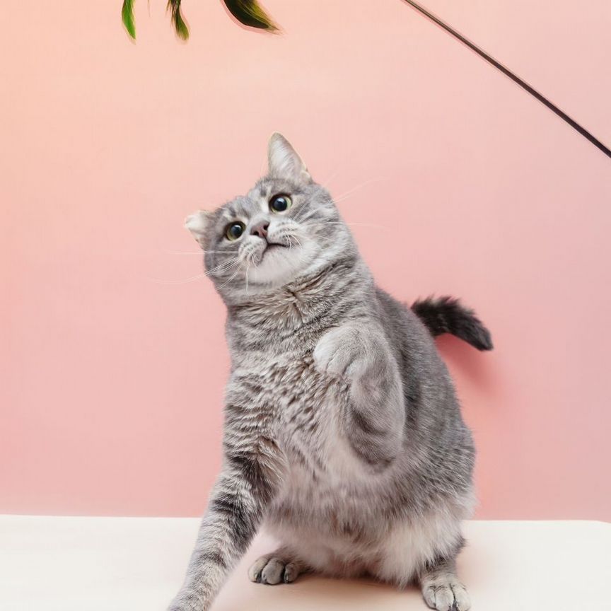 Юный серый одноухий котик. В дар