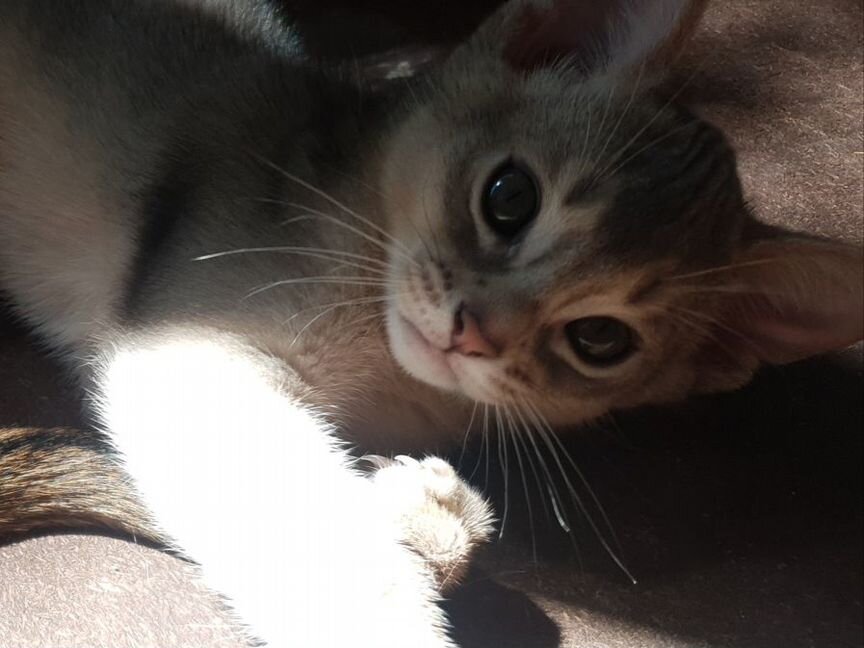 Абиссинец Бриллиантовый