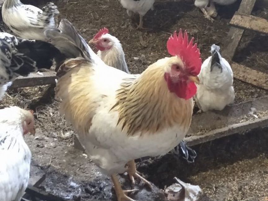 Молодые петухи