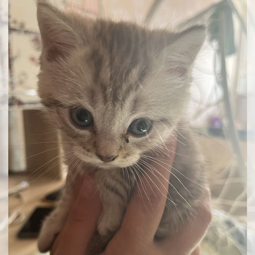 Шатланские вислоухие котята