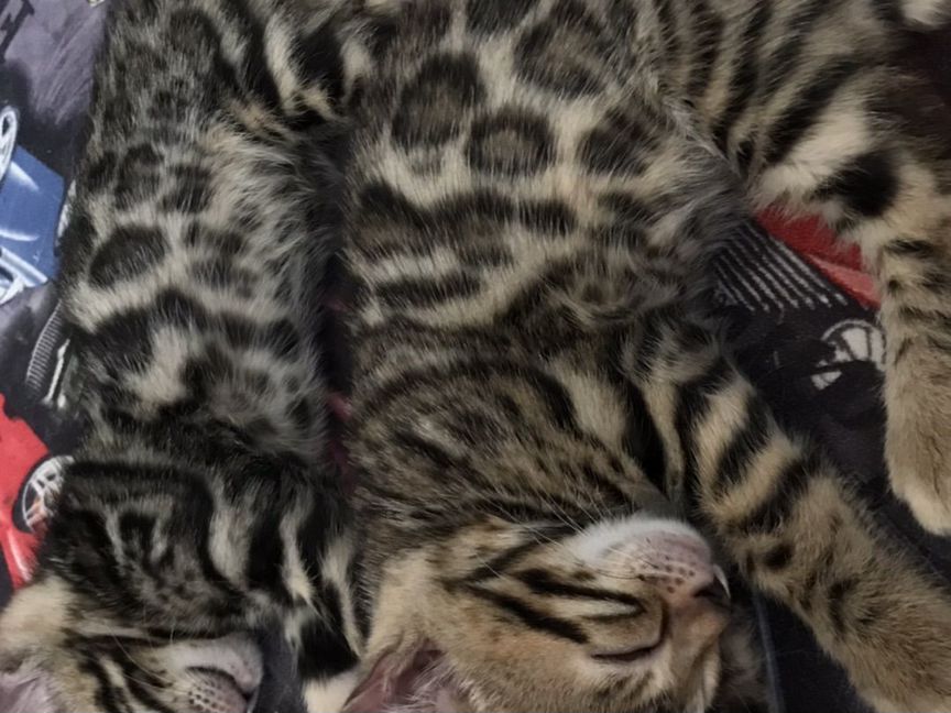 Бенгальские котята