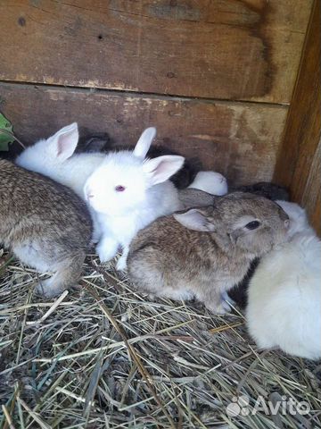 Кролики пуховые