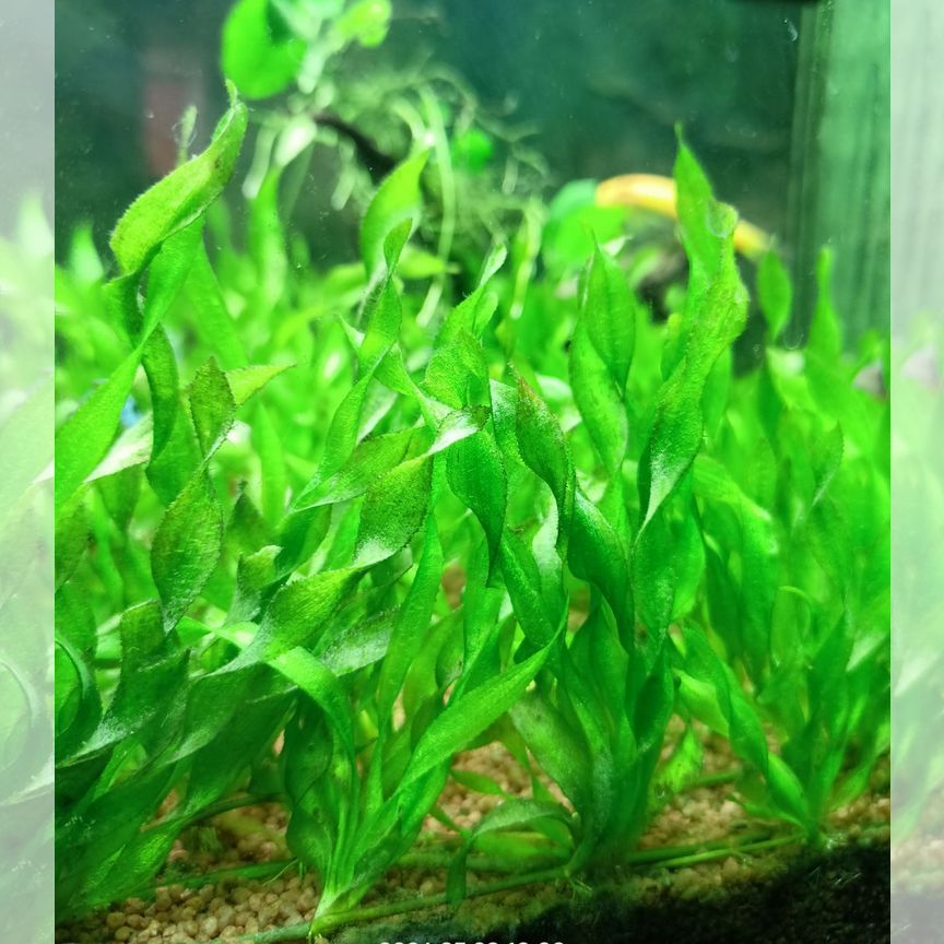 Валлиснерия спиральная