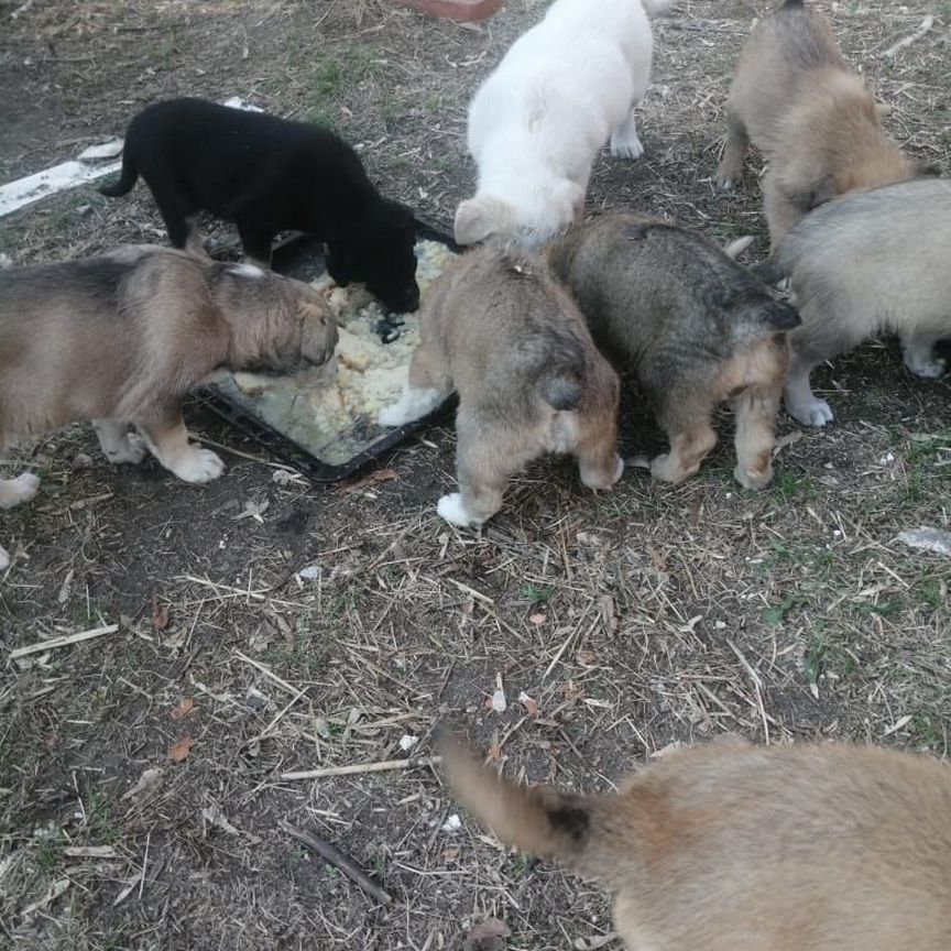 Щенки в добрые руки