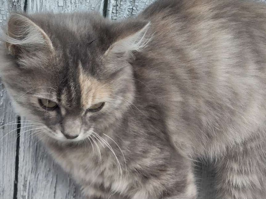 Котенок в добрые руки