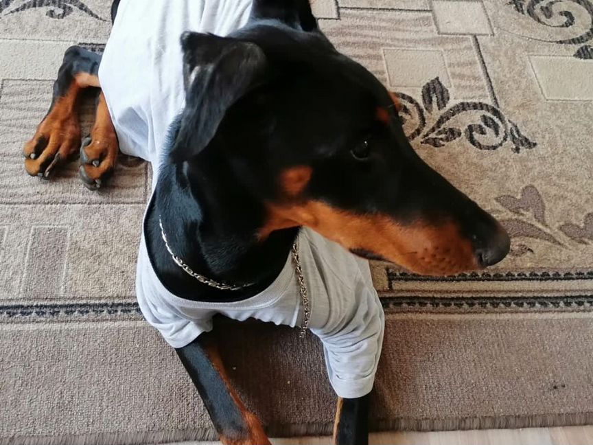 Щенки добера и Гончека пегий