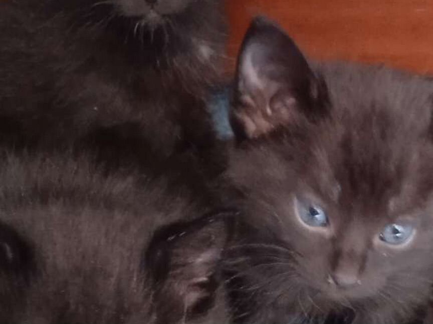 Котята домашние красивые от породистой ласковой