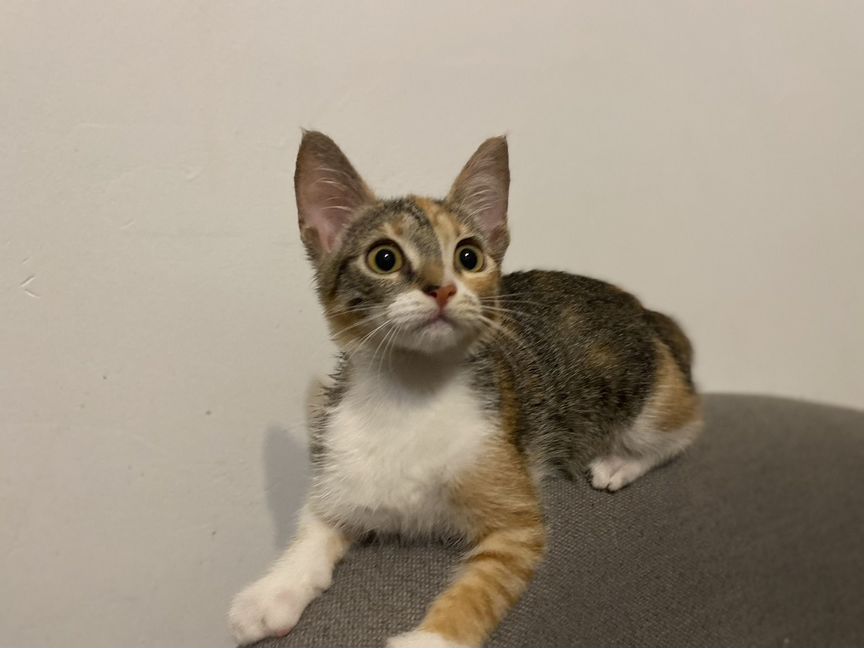 Котята 3 месяца