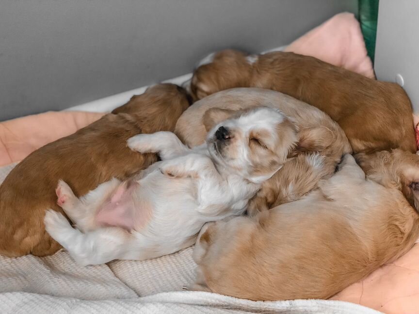 Щенки кокер спаниеля
