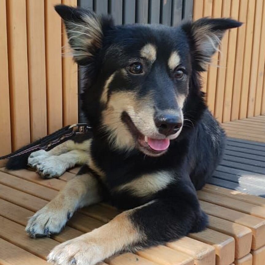 Жужука в добрые руки