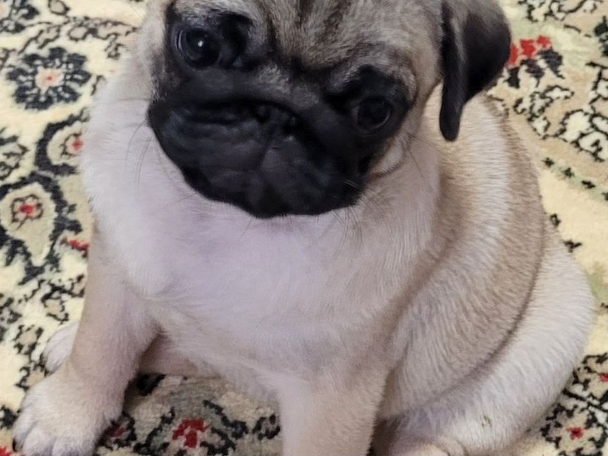 Щенки мопса