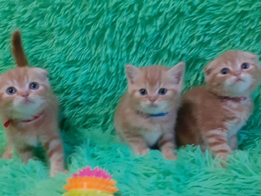 Шотландские рыжики на счастье