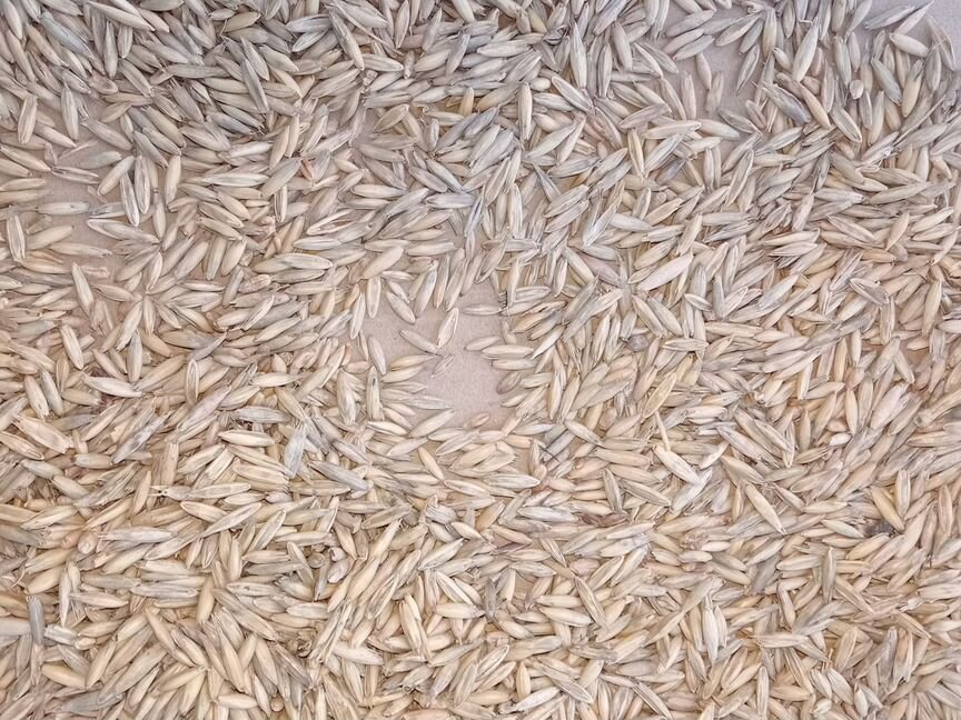 Продам овёс