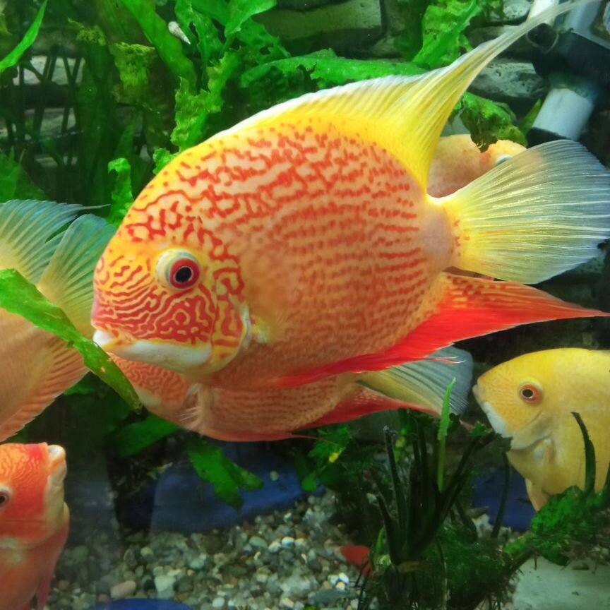 Северум красный жемчуг