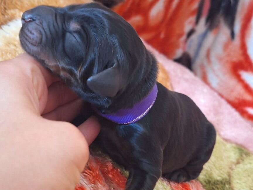 Щенки добермана