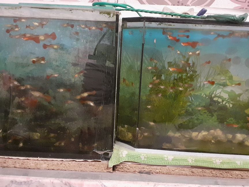 Аквариумные рыбки