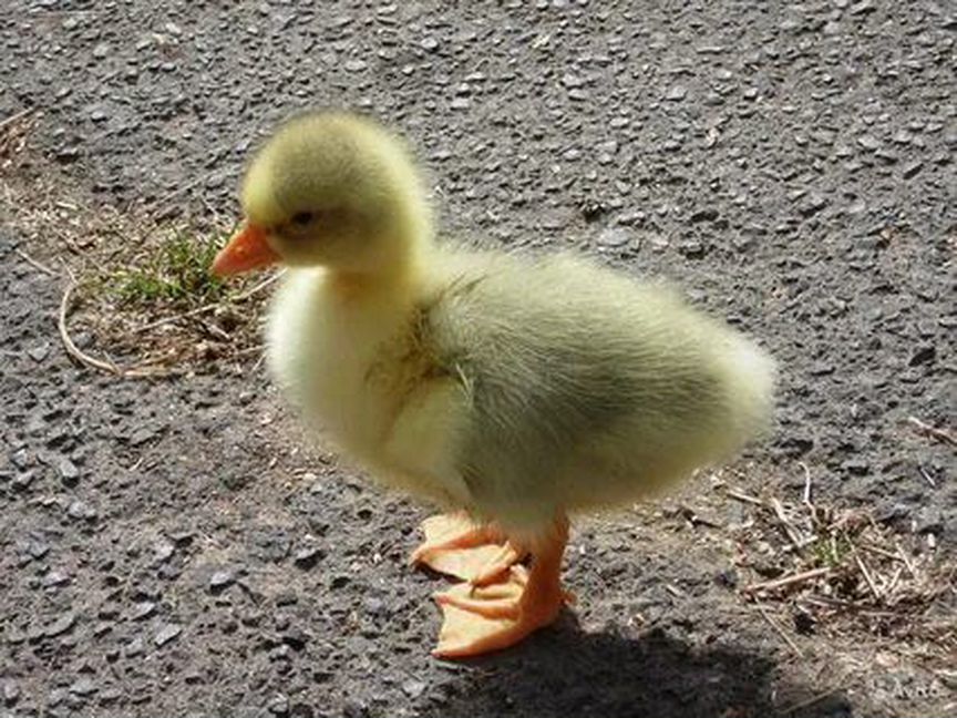 Продам гусят помесные белые с серыми