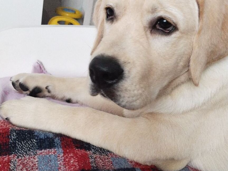 Щенки лабрадора в добрые руки