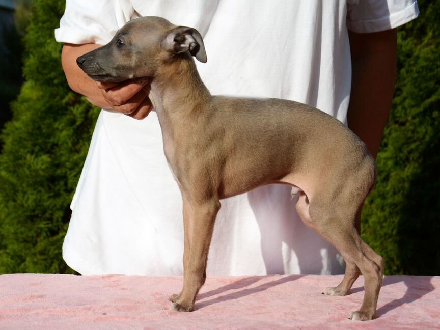 Щенок левретки люкс