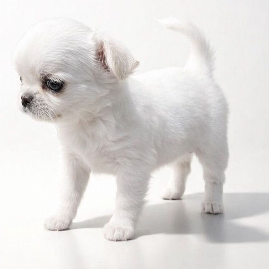 Чихуахуа, щенок