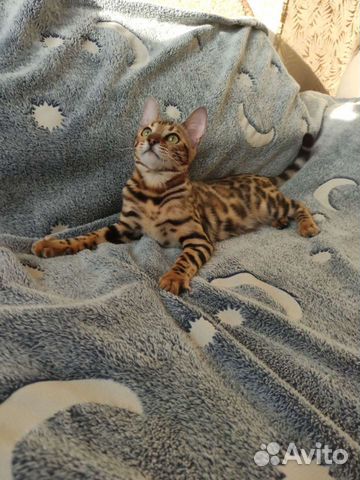 Шикарная Бенгальская кошечка