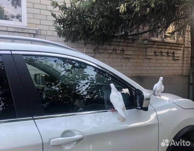 Голубь домашние