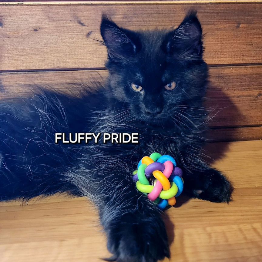Мейн-кун черный мальчик Ramses Fluffy Pride