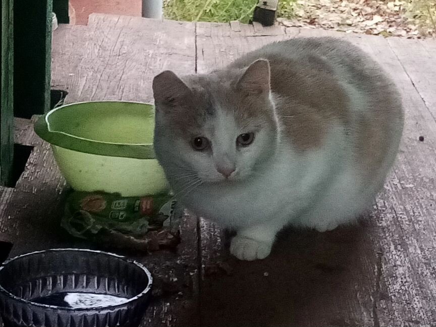 Котик бесплатно