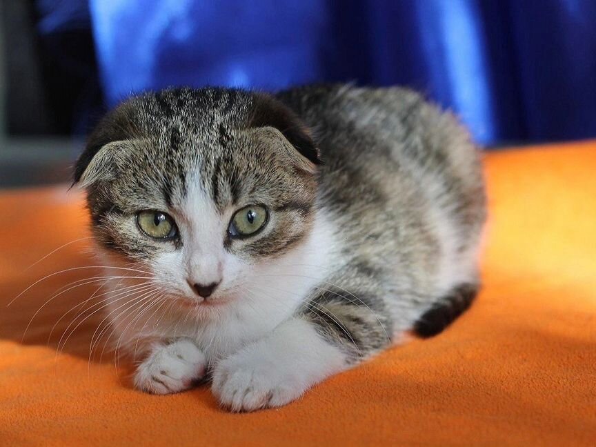 Котенок вислоушка ищет дом и семью