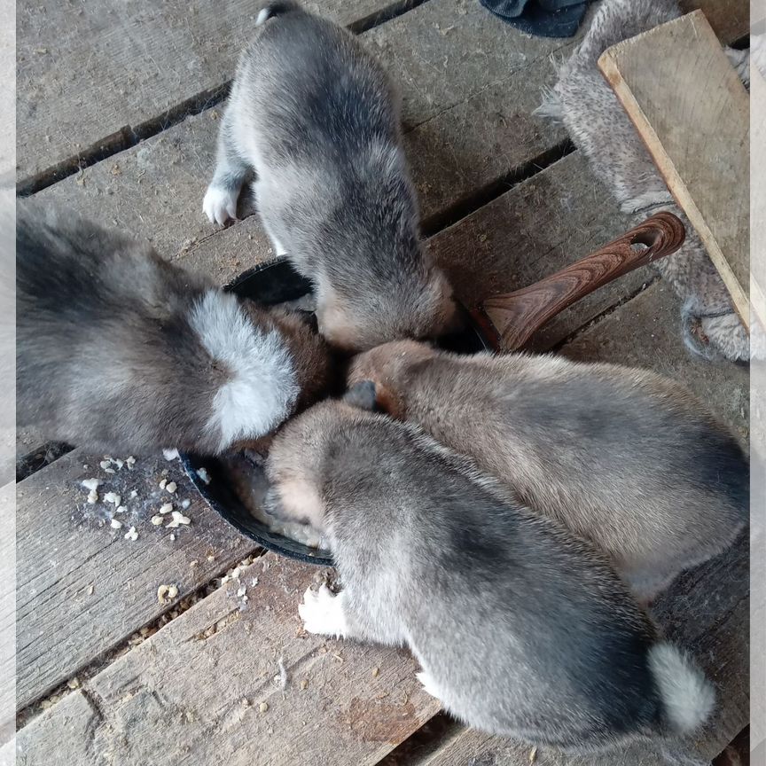 Западносибирская лайка, щенок