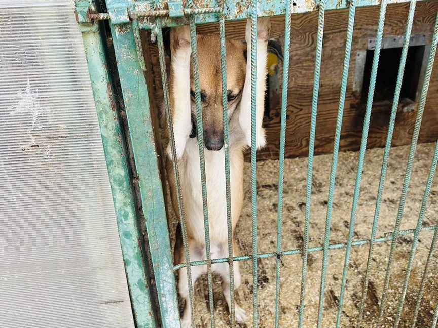 Собаки из приюта некрасовка