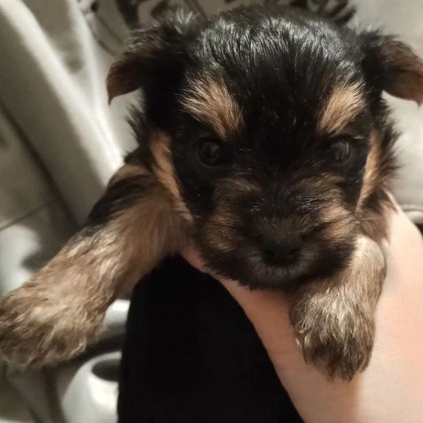 Йоркширский терьер, щенок