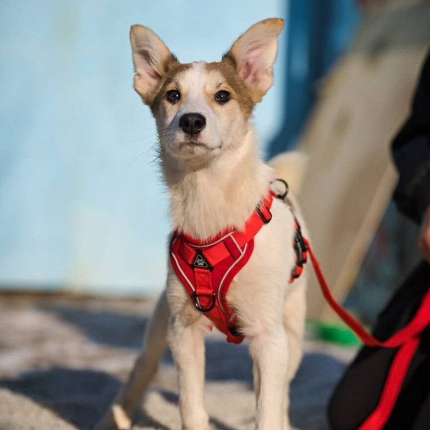 Щенок в добрые руки