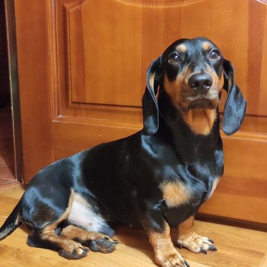 Такса гладкошерстная стандартная