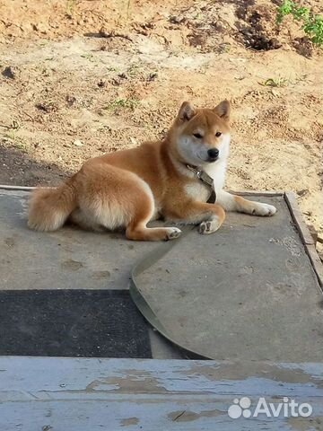 Кобель для вязки сиба-ину