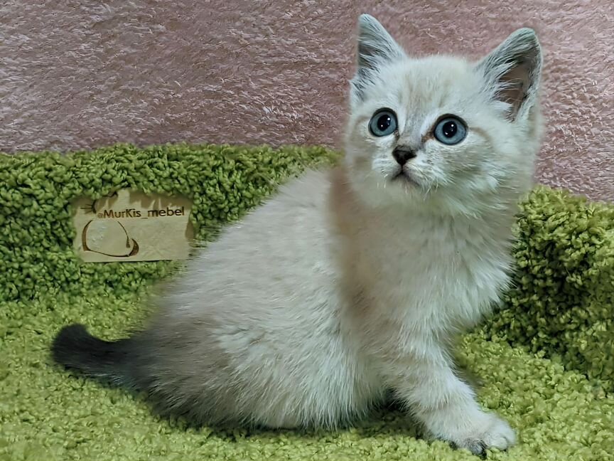 Котёнок из приюта