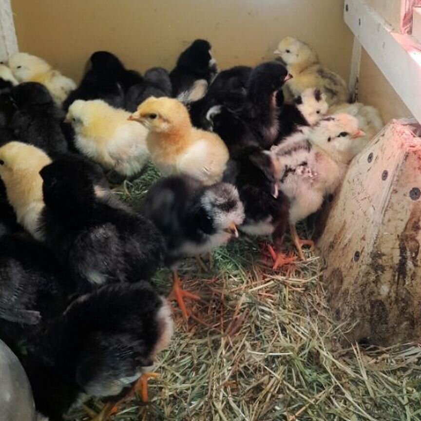 Цыплята и Петухи Племенные