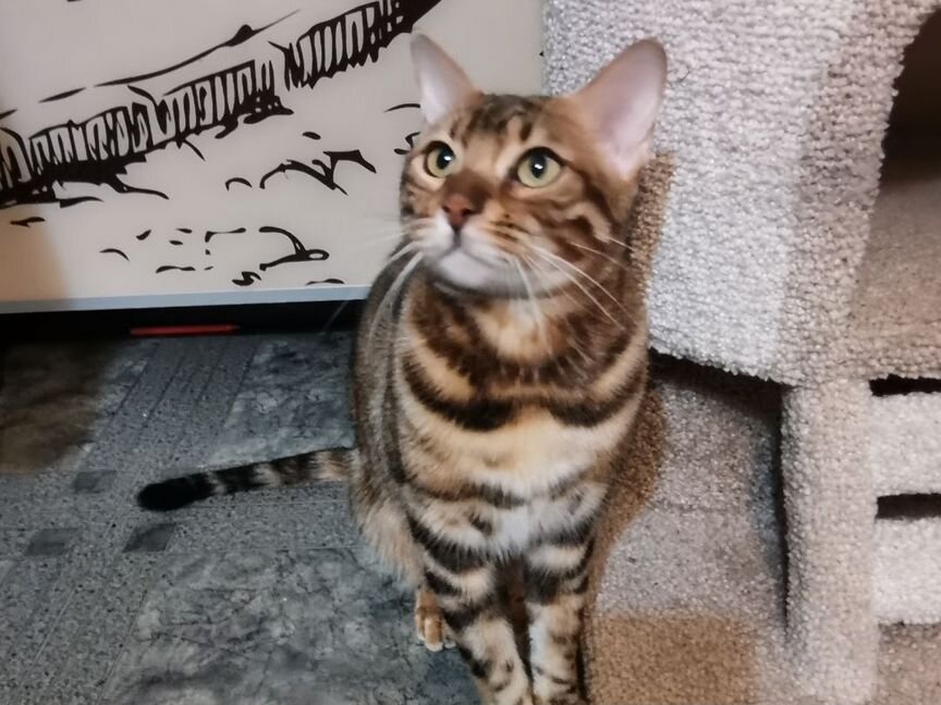 Бенгальская