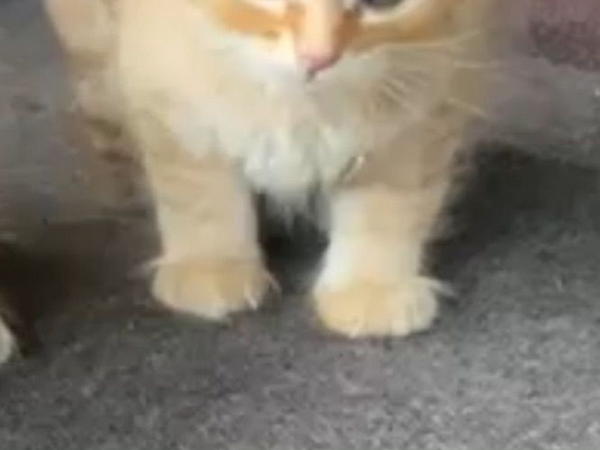 Пушистики - сибирячки