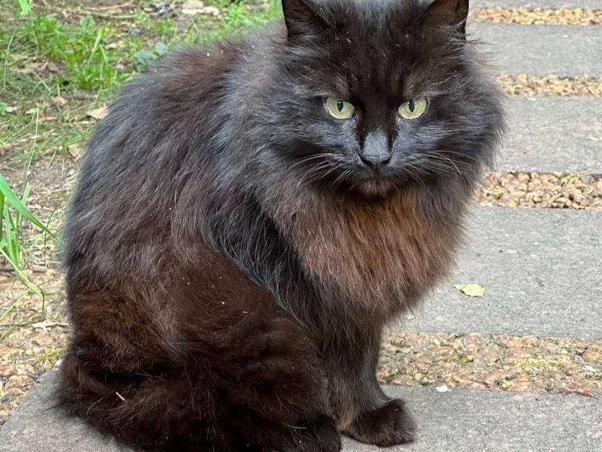 Шанс на дом для черной кошки