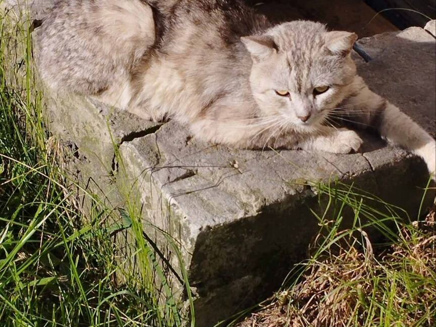 Шотландский кот