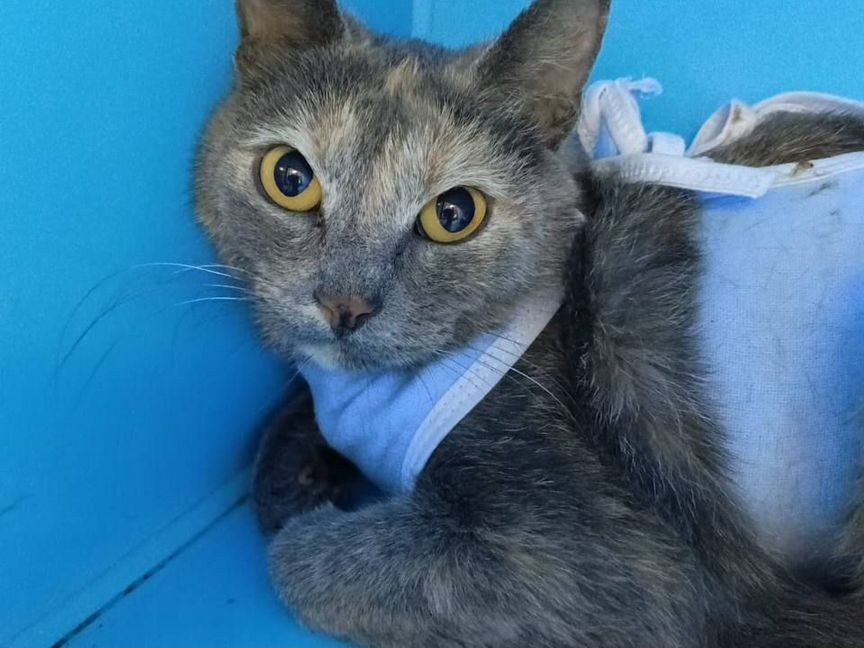 Бывшедомашняя кошка ищет дом