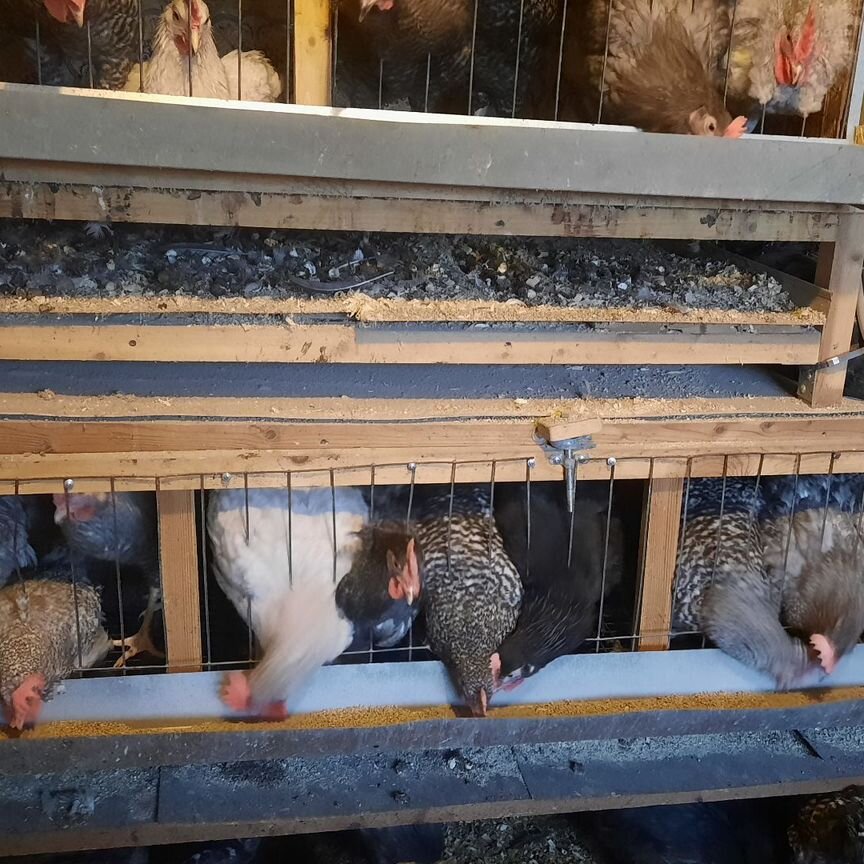 Продажа петушков