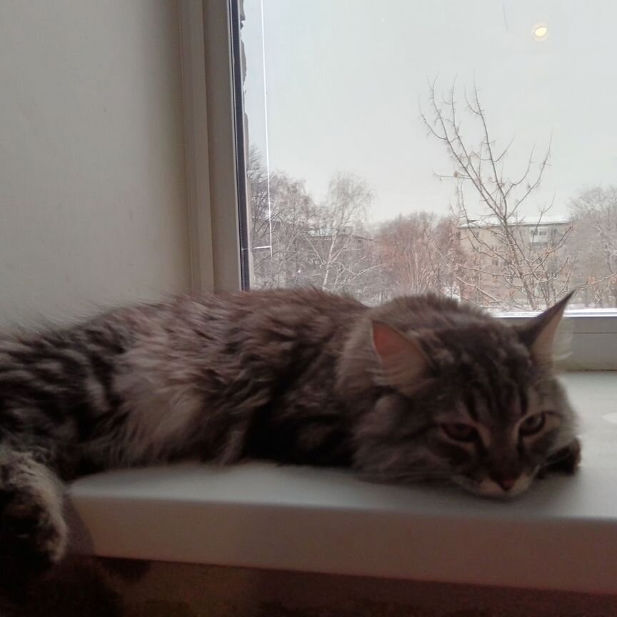 Отдам кота в добрые руки