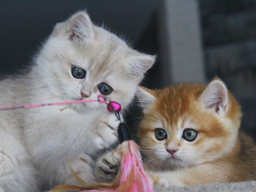 Котята