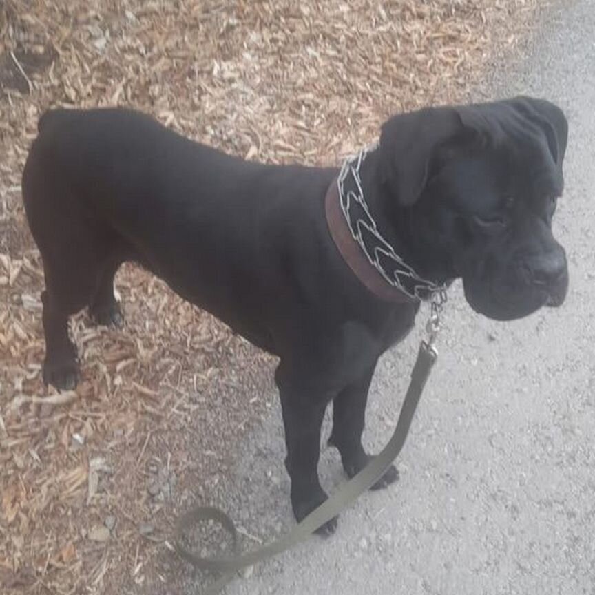 Кане-корсо, взрослая собака